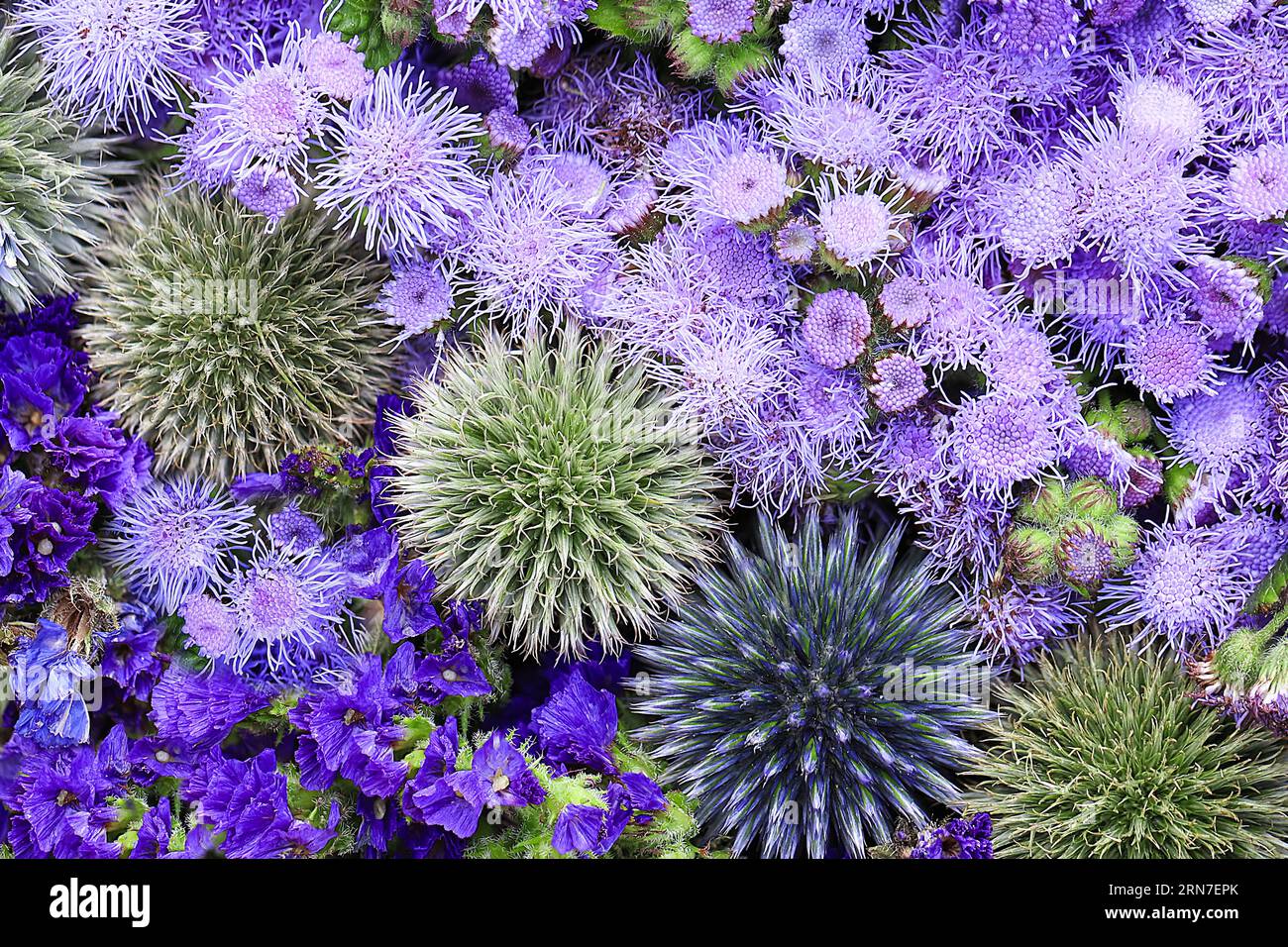Green and violet flowers background. View from above Stock Photo - Alamy