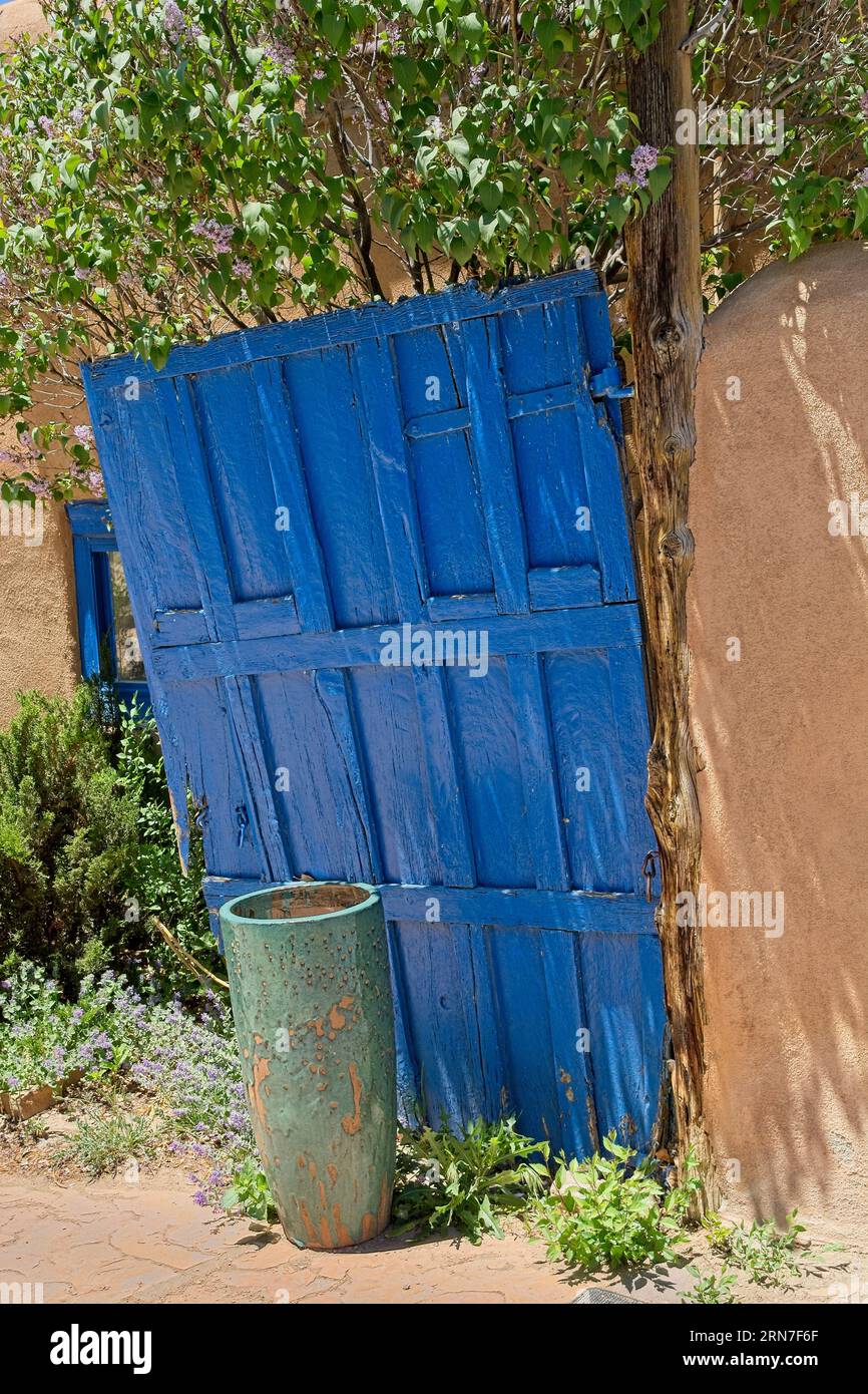 Decaying blue wood panel gate hanging off adobe wall under lilac bush ...