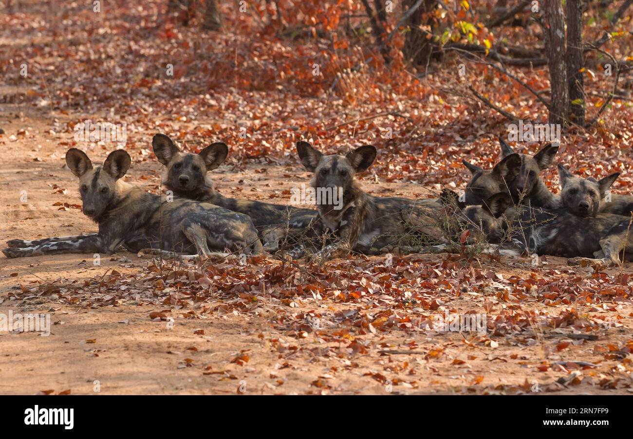 African hunting dogs tanzania hi-res stock photography and images - Alamy