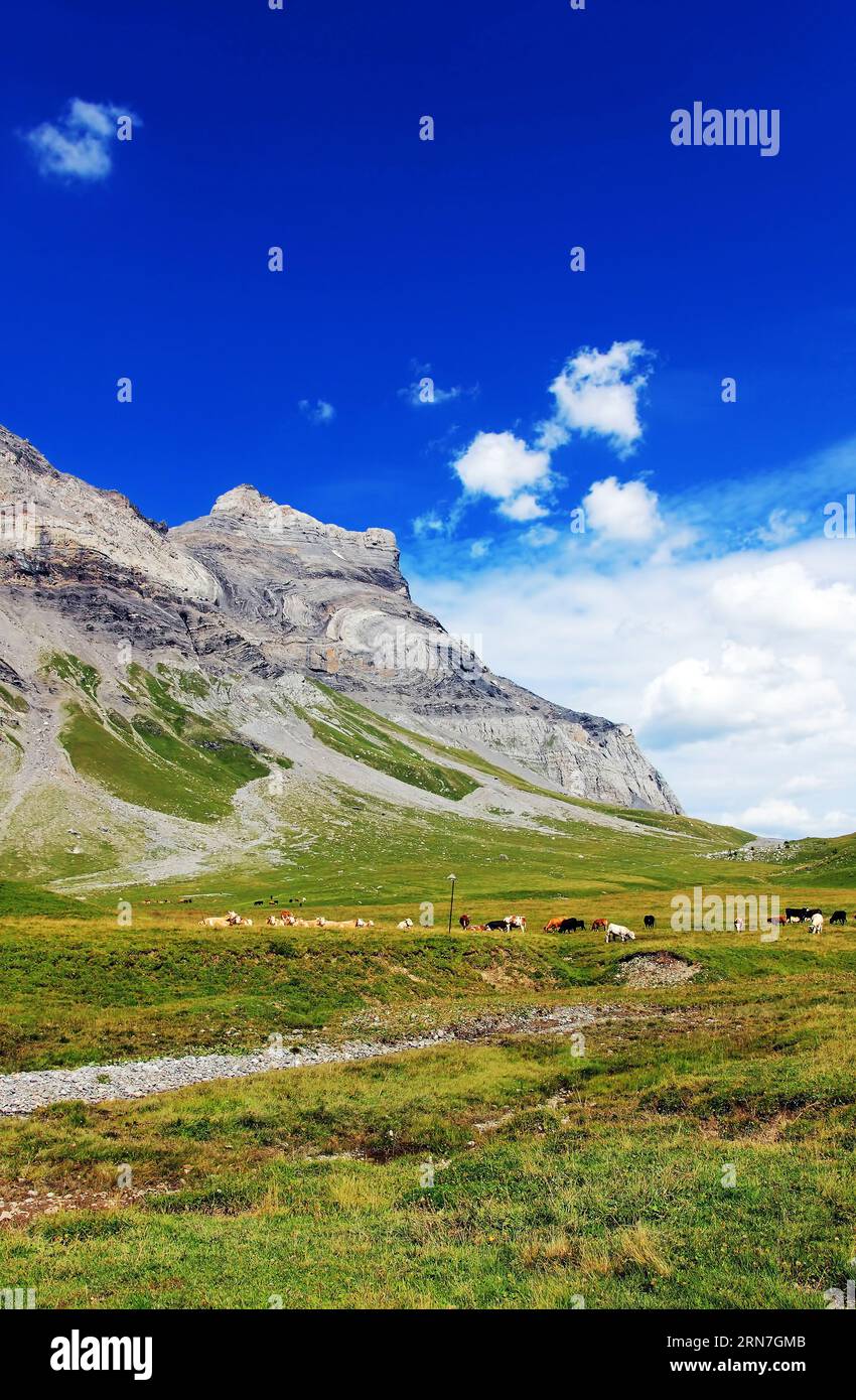 High Alpine meadows with grazing cows against the backdrop of mountains ... High Alpine meadows with grazing cows against the backdrop of mountains ...