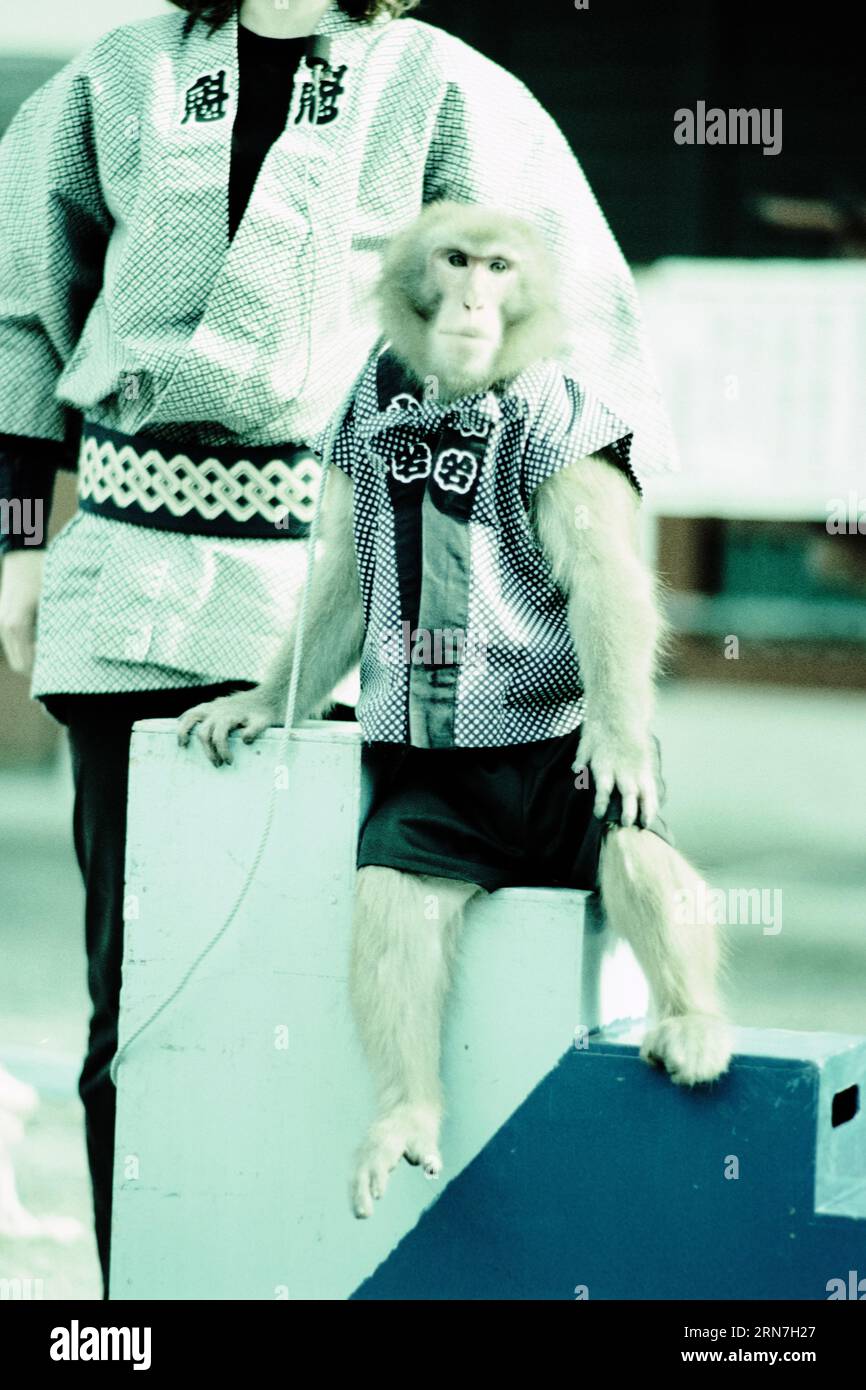 Monkey with lipstick hi-res stock photography and images - Alamy