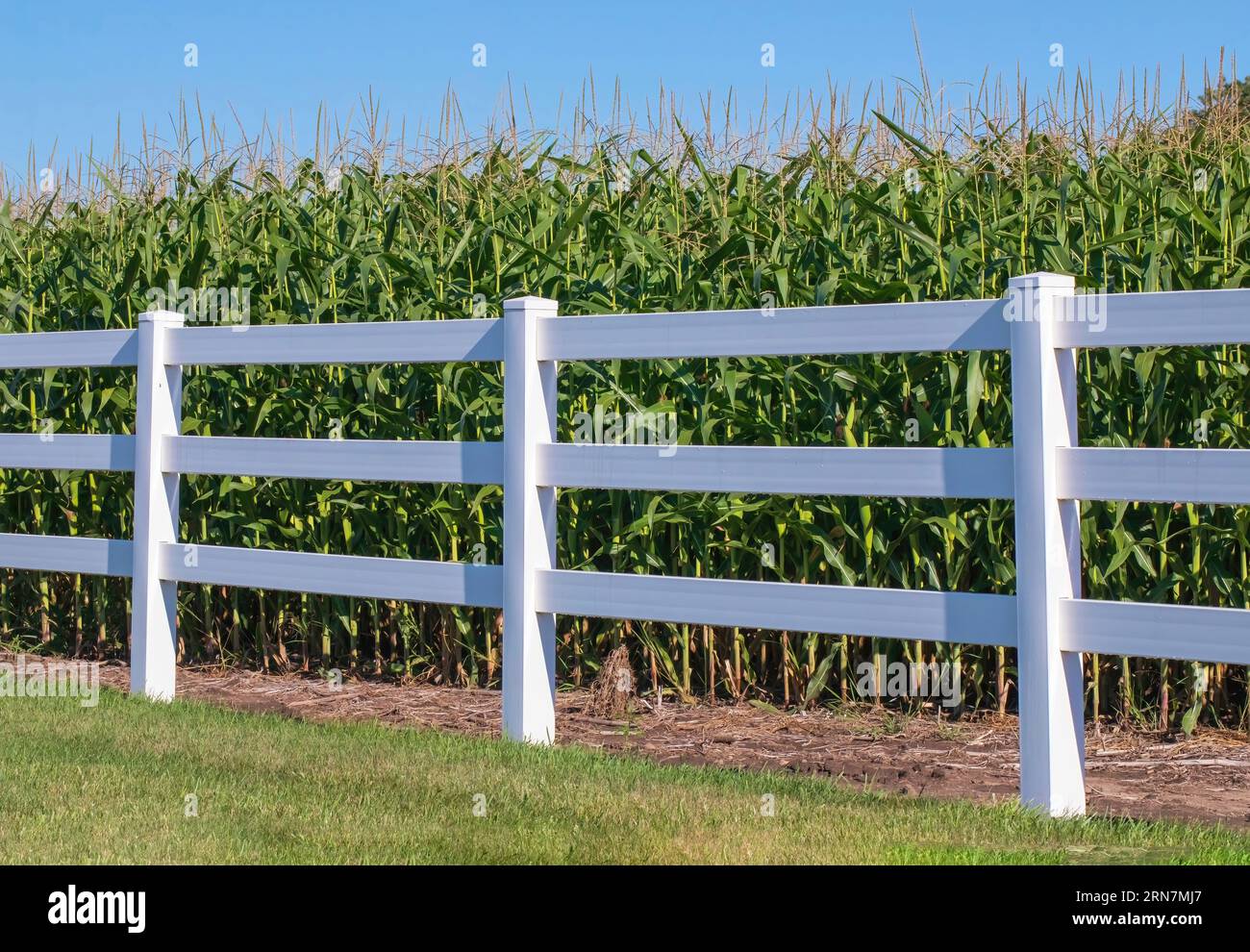Tall tasseled corn in a cornfield behind a pristine white fence on a ...
