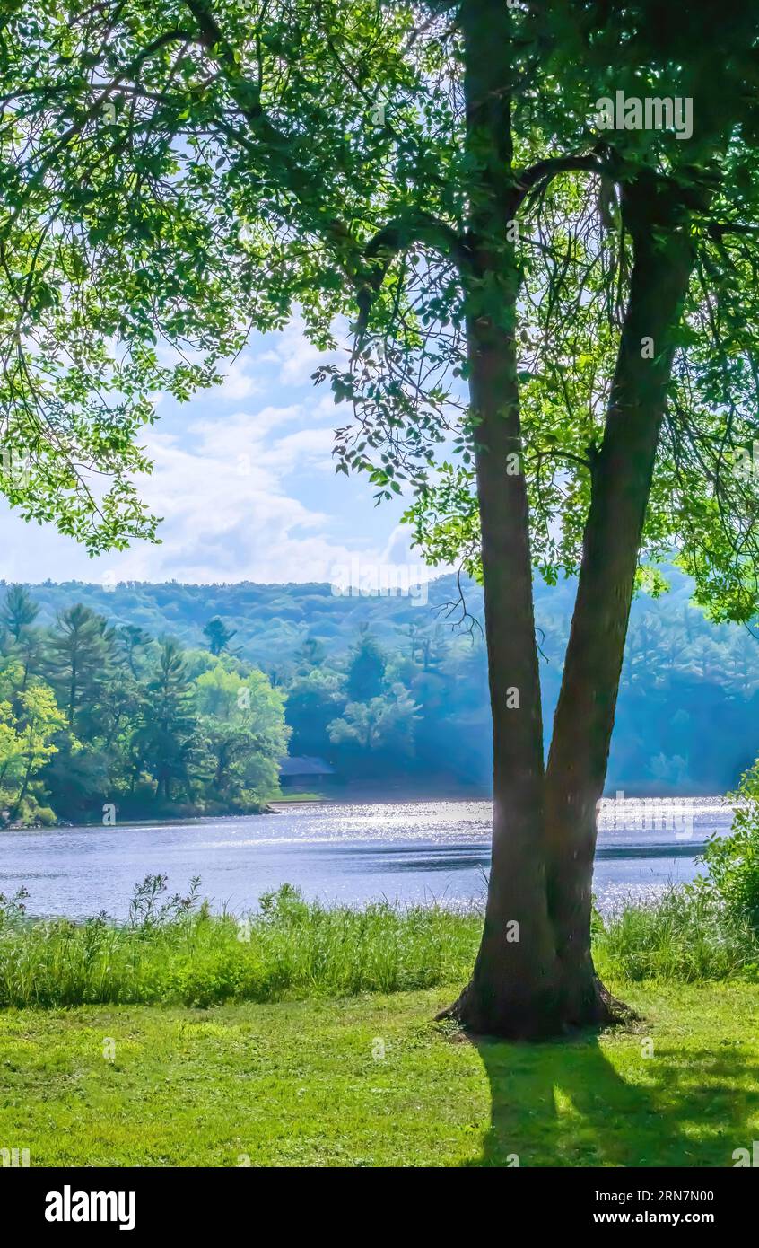 Tree overlooking Lake of the Dalles with a swimming beach in background ...