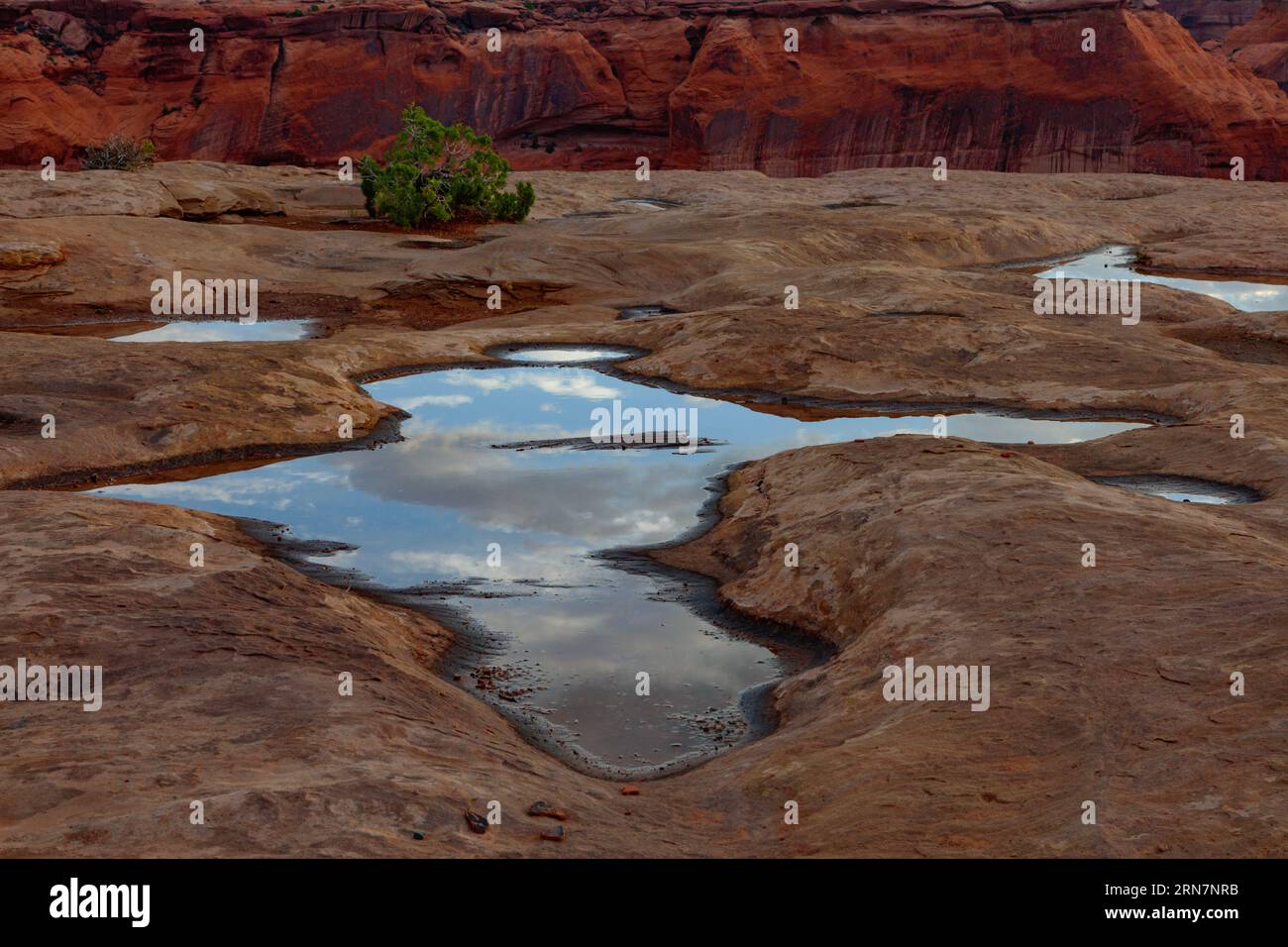 Rain pools at sunrise atop the Tsegi Overlook on the South Rim drive of ...