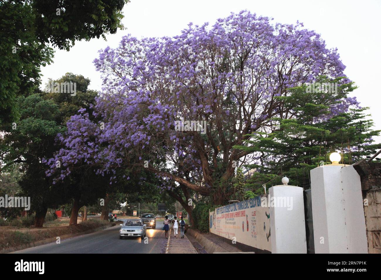 A car drives below Jakaranda trees in Lusaka, capital of Zambia, Sept ...