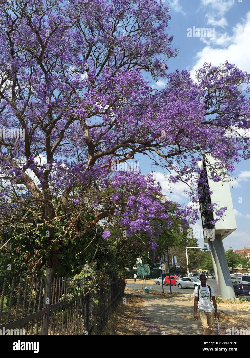 A man walks below Jakaranda trees in Lusaka, capital of Zambia, on Sept ...
