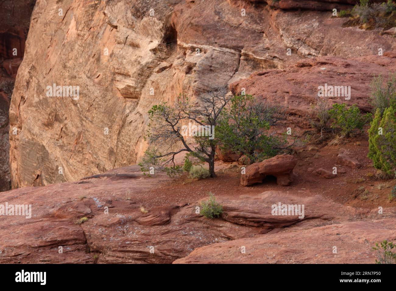 Landscape at sunrise from Tsegi Overlook on the South Rim drive of ...