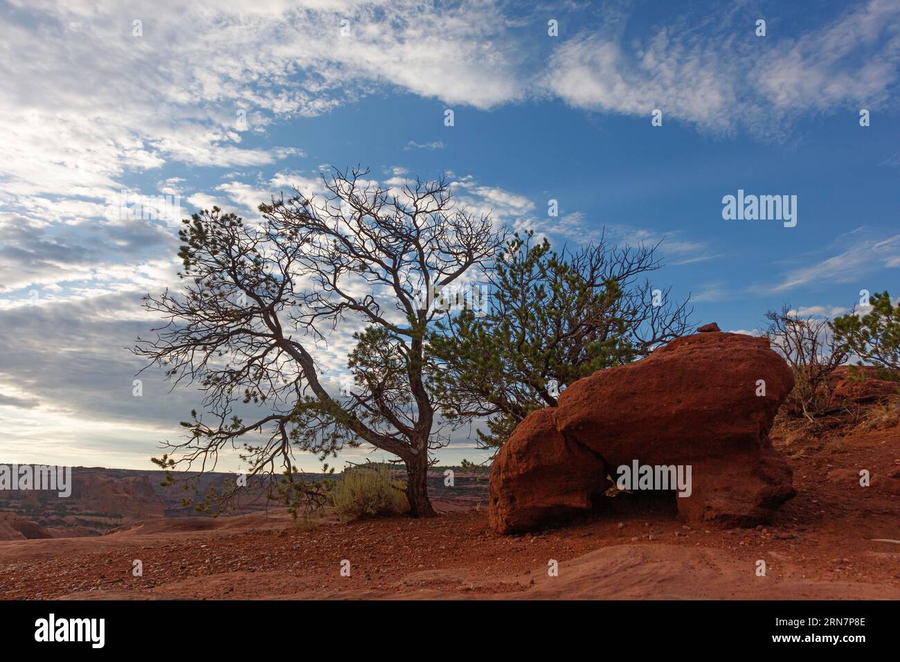 Landscapel with tree atop the Tsegi Overlook on the South Rim drive of ...