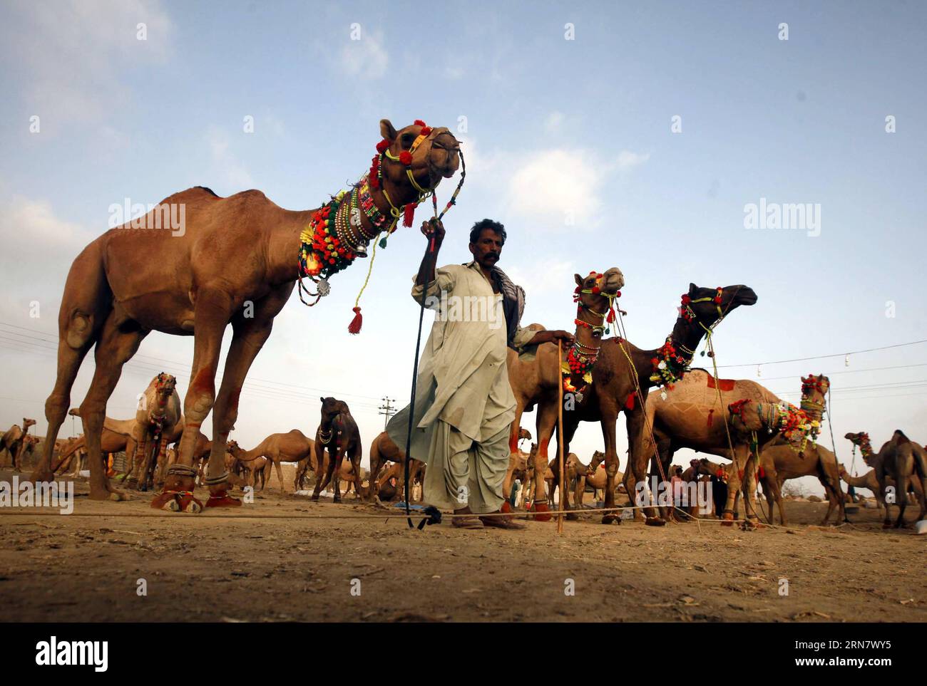 A camel vendor waits for customers at a cattle market in southern ...