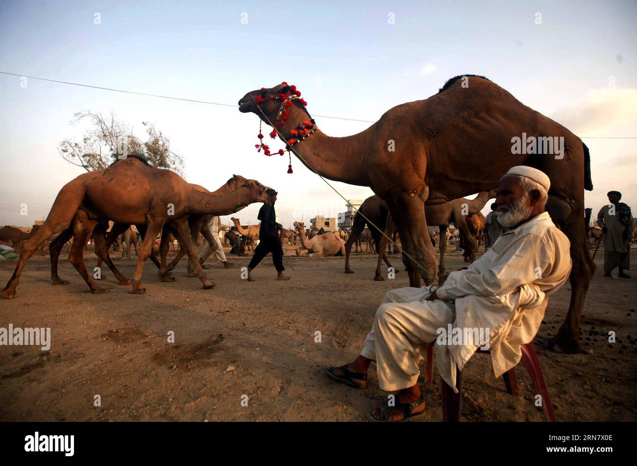 A camel vendor waits for customers at a cattle market in southern ...