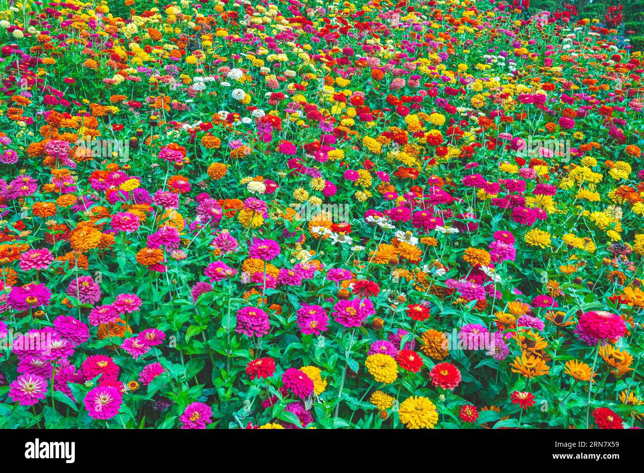Zinnia flower in park hi-res stock photography and images - Alamy