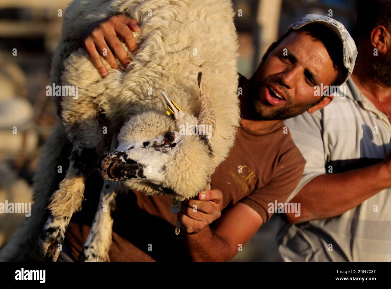 Amman sheep hi-res stock photography and images - Alamy