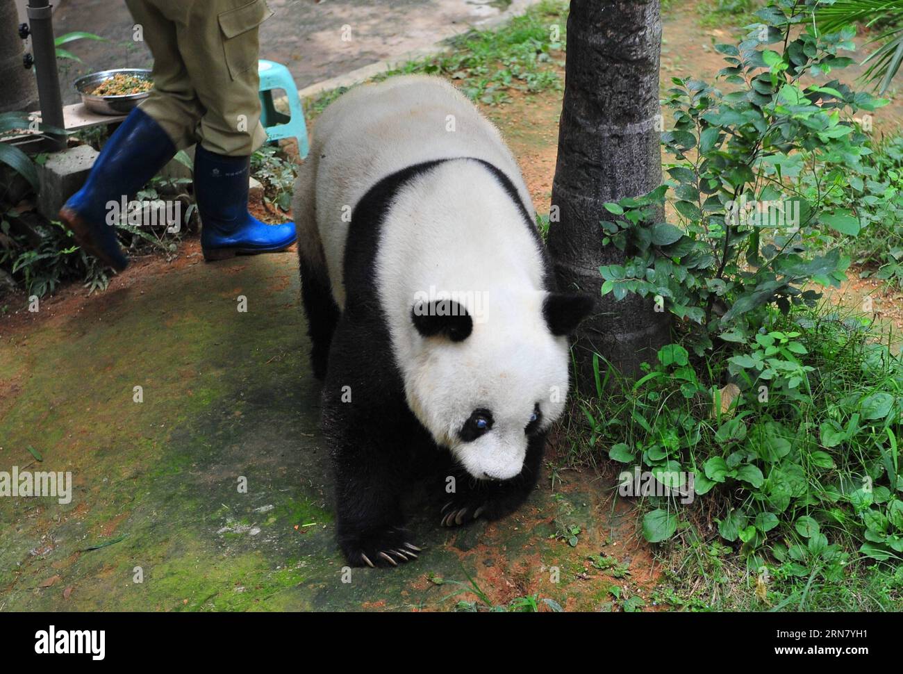 FUZHOU, Sept. 25, 2015 -- Giant panda Basi wanders at the panda ...