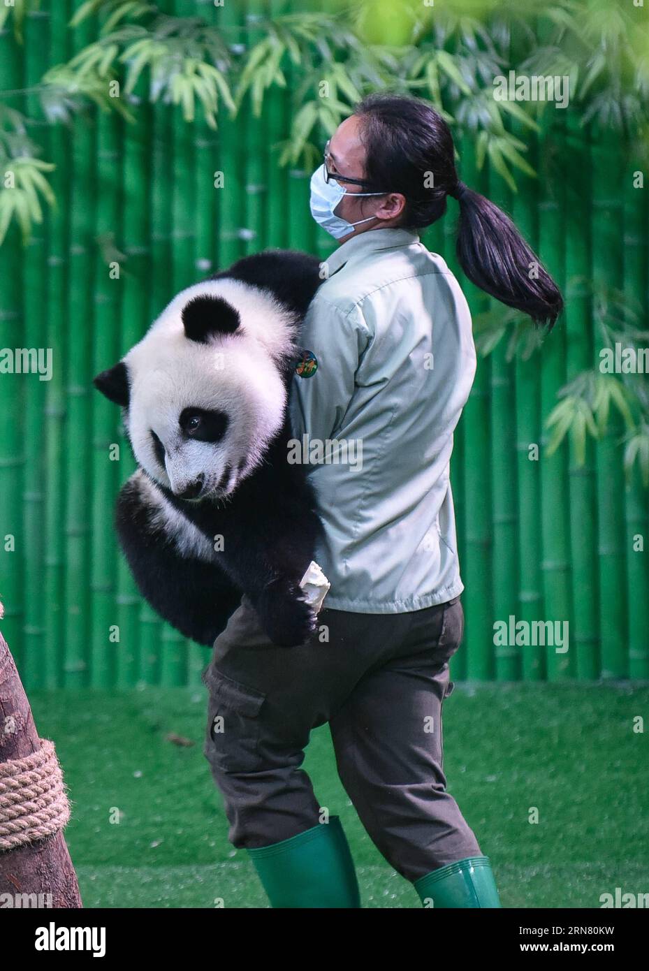 (150928) -- GUANGZHOU, Sept. 28, 2015 -- A feeder carries a giant panda ...