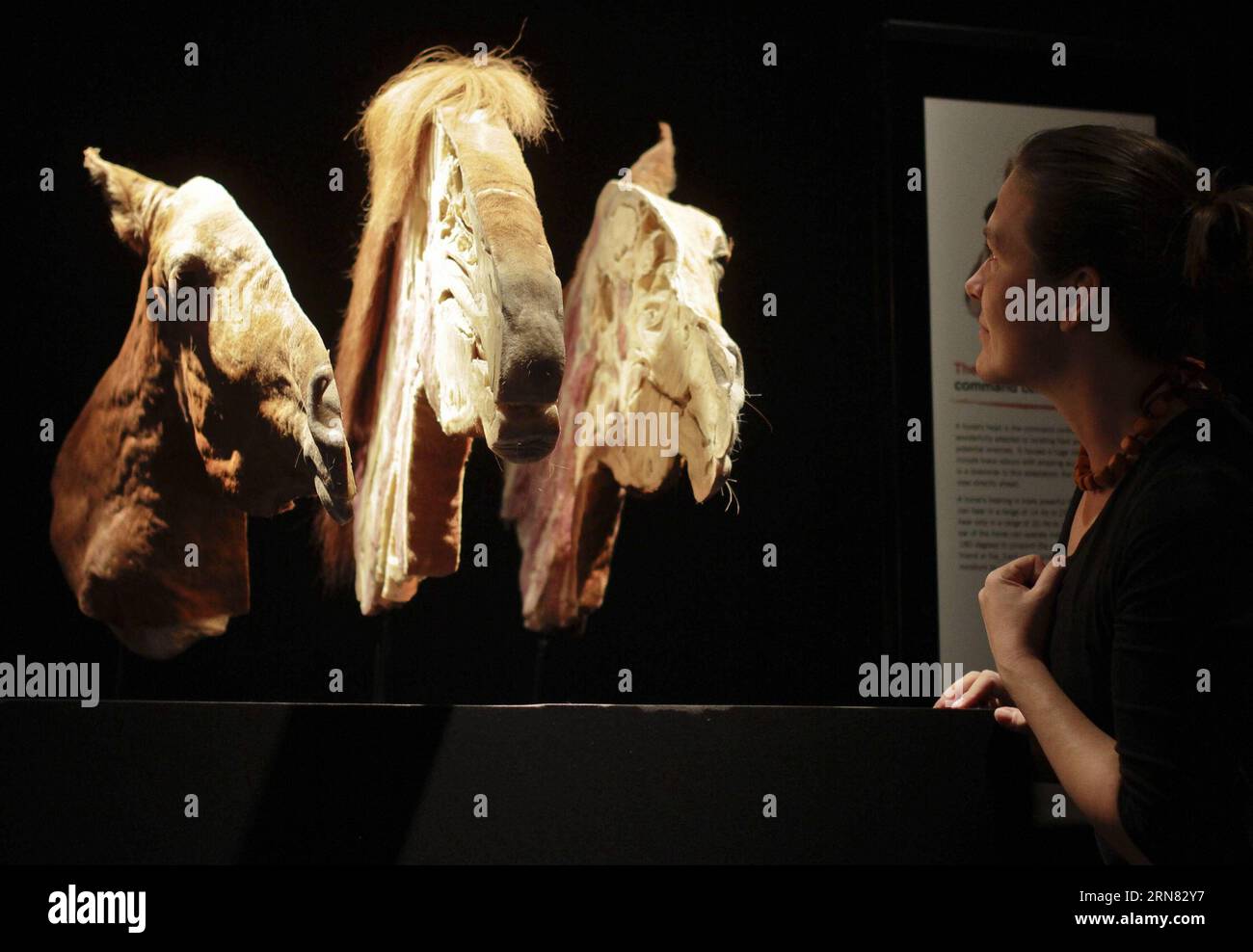 Plastination plastinated hi-res stock photography and images - Alamy