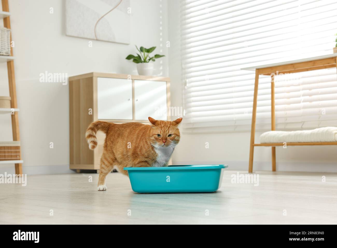Cute ginger cat in litter box at home Stock Photo - Alamy