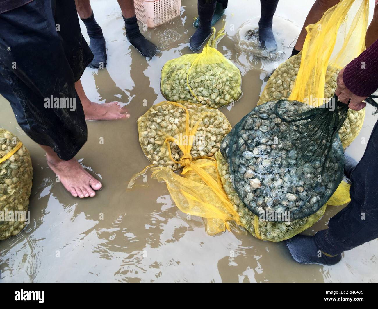 (151005) -- FUZHOU, Oct. 5, 2015 -- Fishermen return from shellfish ...