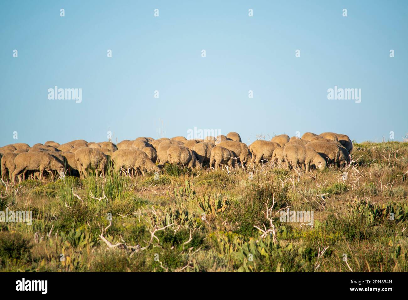 Herds of sheep like this one on Monitor Pass are a common sight ...