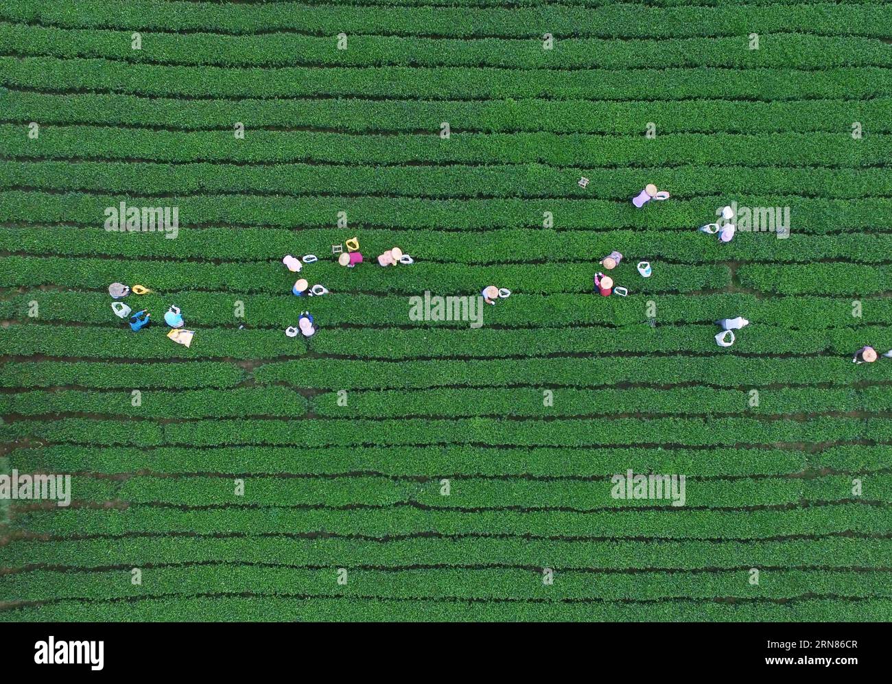 Fujian province tea plantation hi-res stock photography and images - Alamy