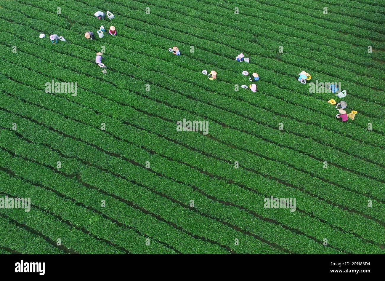 Fujian province tea plantation hi-res stock photography and images - Alamy