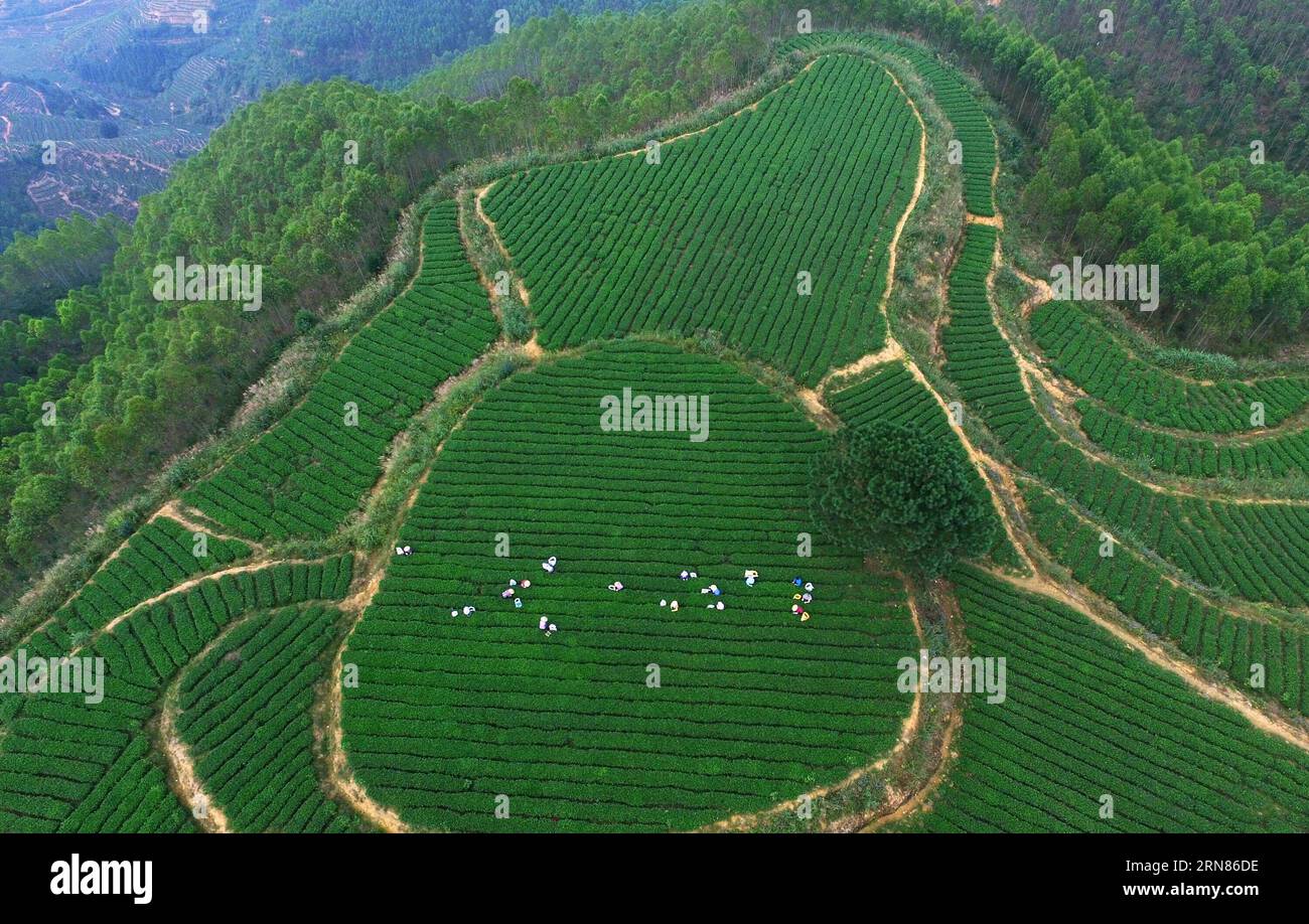 Fujian province tea plantation hi-res stock photography and images - Alamy