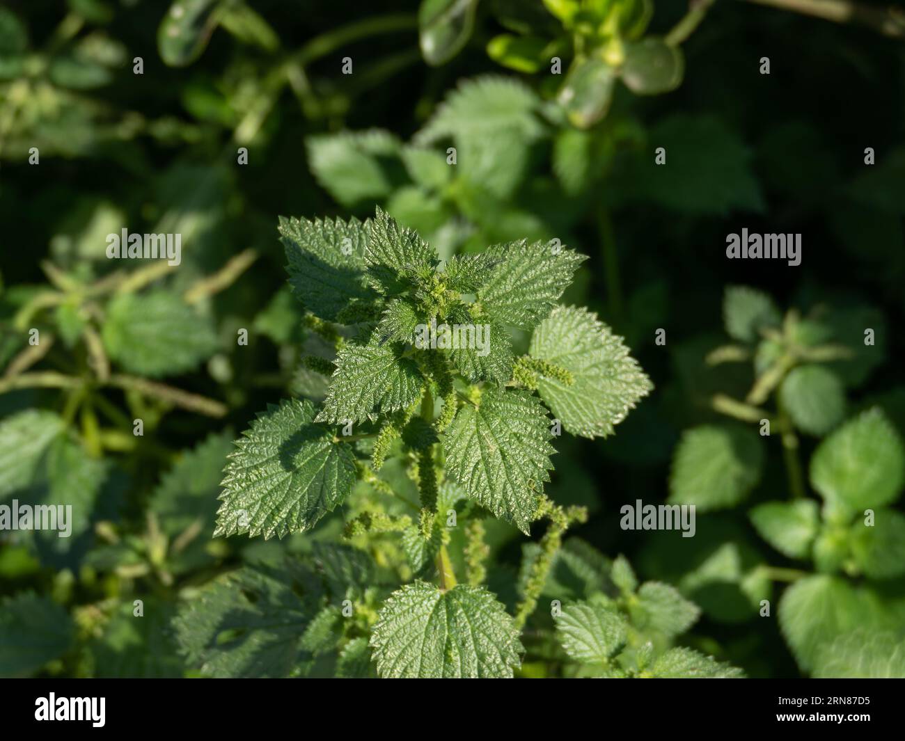 A nettle plant in full bloom in the sun in summertime Stock Photo - Alamy