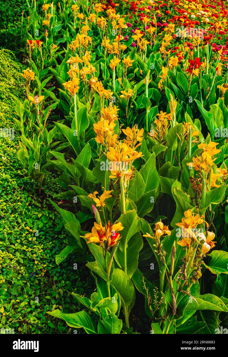 Orange red canna lily hi-res stock photography and images - Alamy