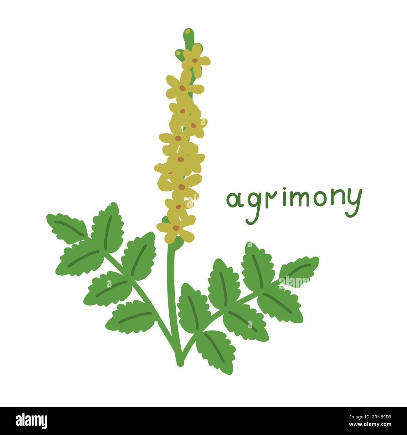 Agrimony leaf Stock Vector Images - Alamy