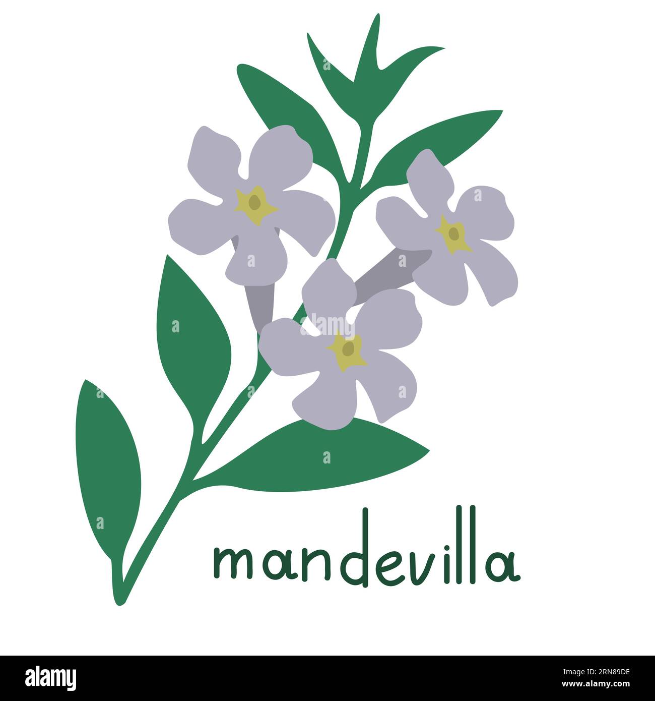 Mandevilla vector vectors hi-res stock photography and images - Alamy