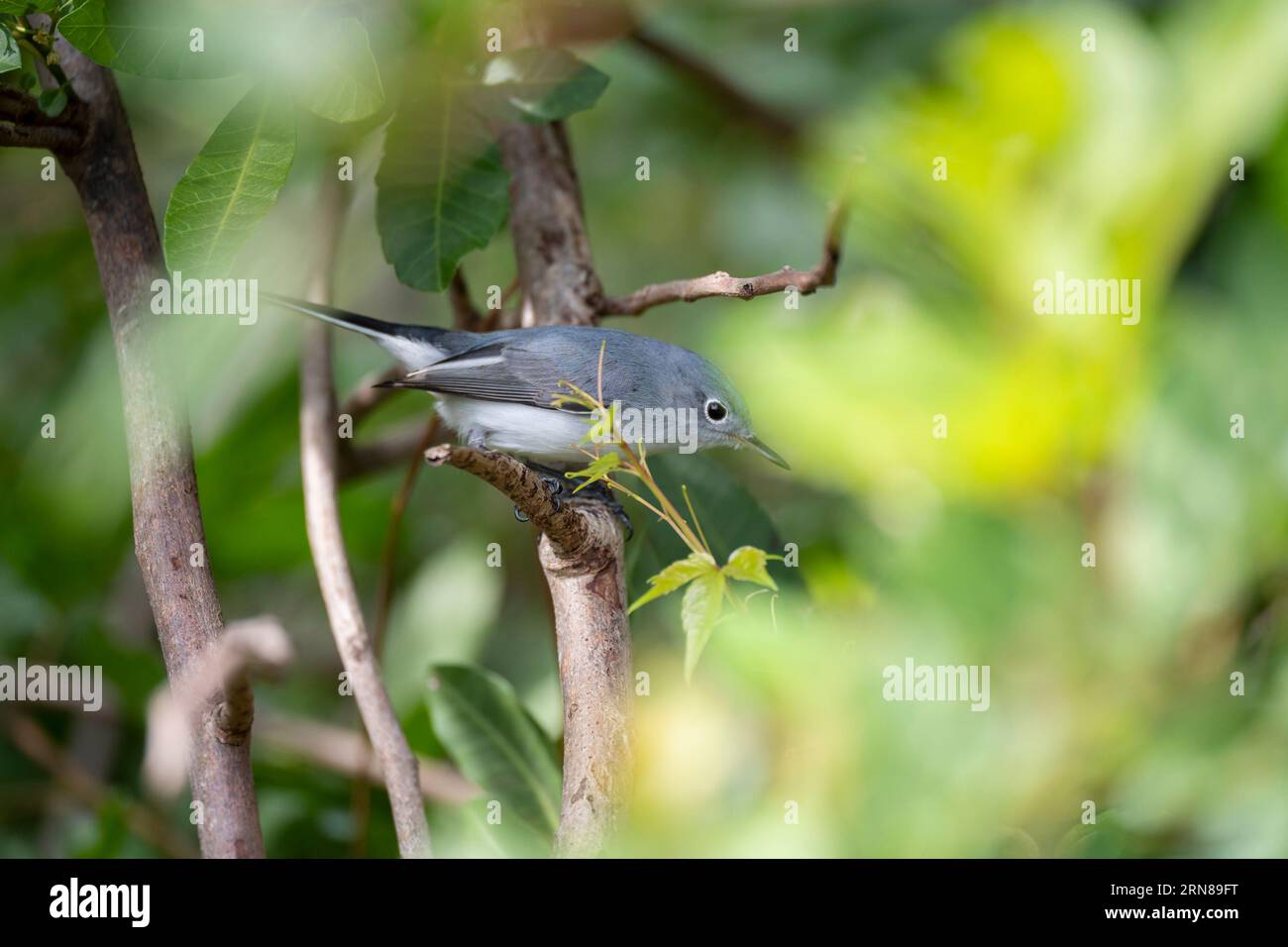 A Blue-Gray Gnatcatcher bird perched on a tree branch in summer Florida ...