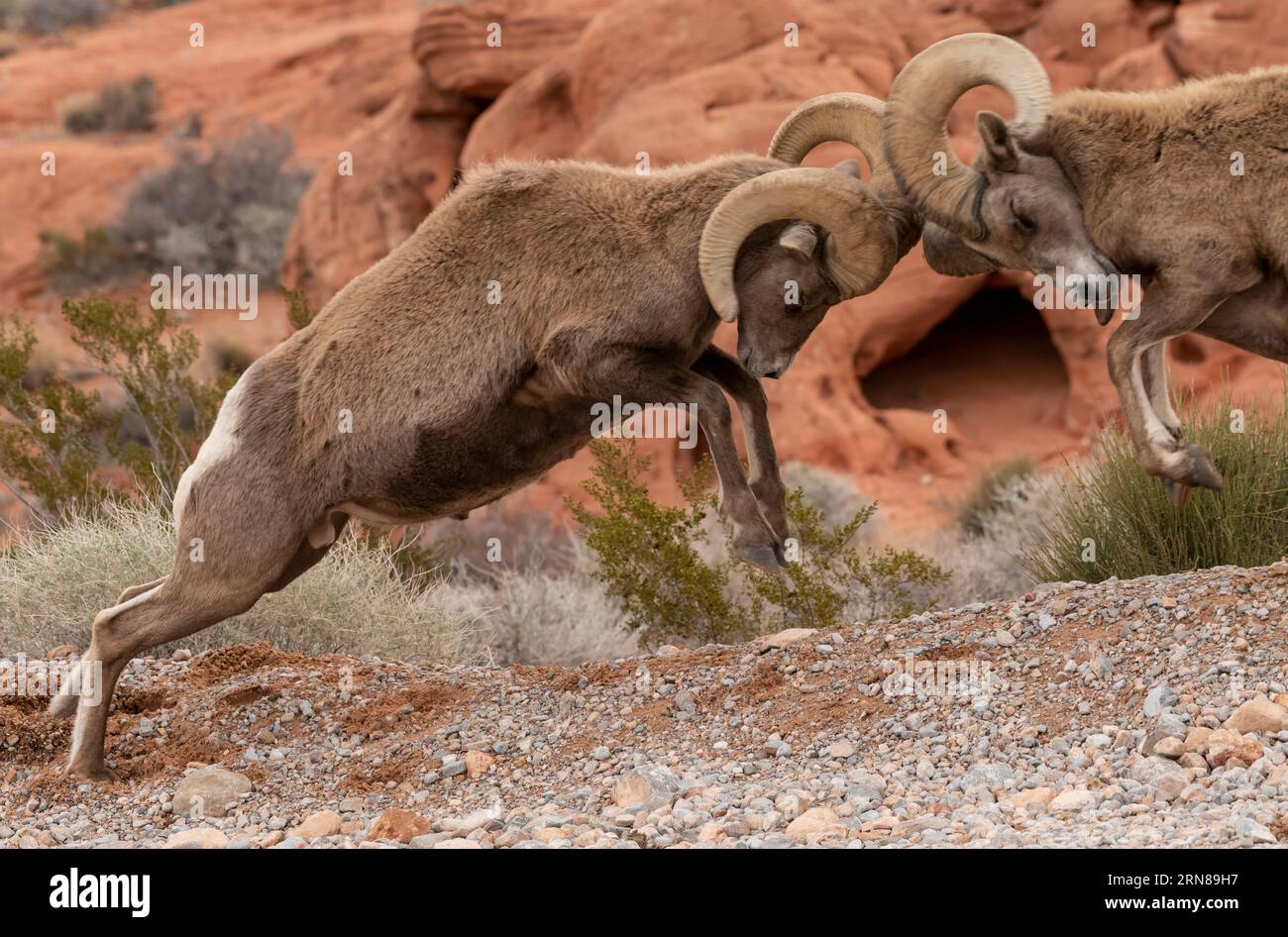 ; Desert Bighorn Sheep; Nevada Stock Photo - Alamy