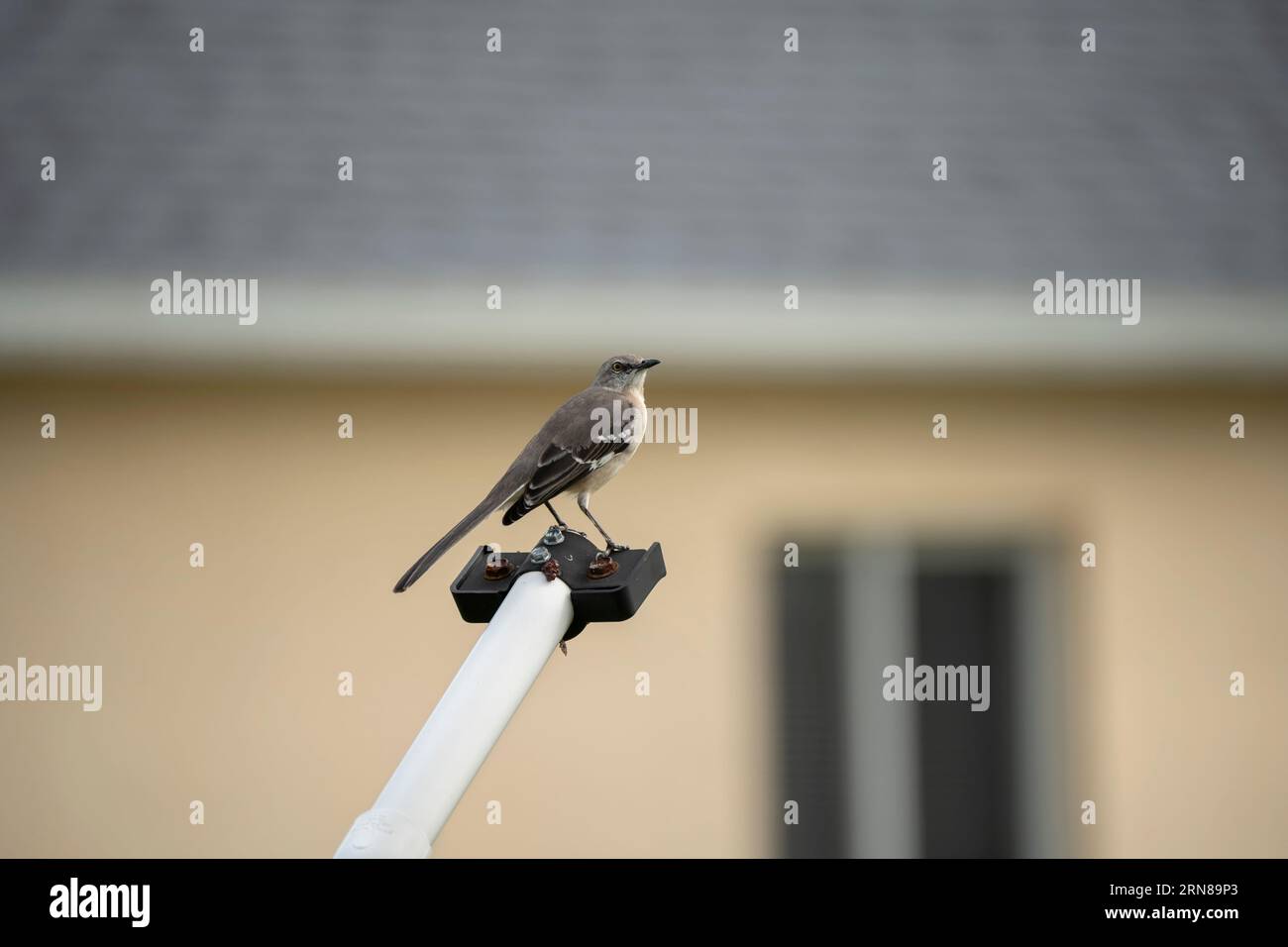 Mockingbird house hi-res stock photography and images - Alamy