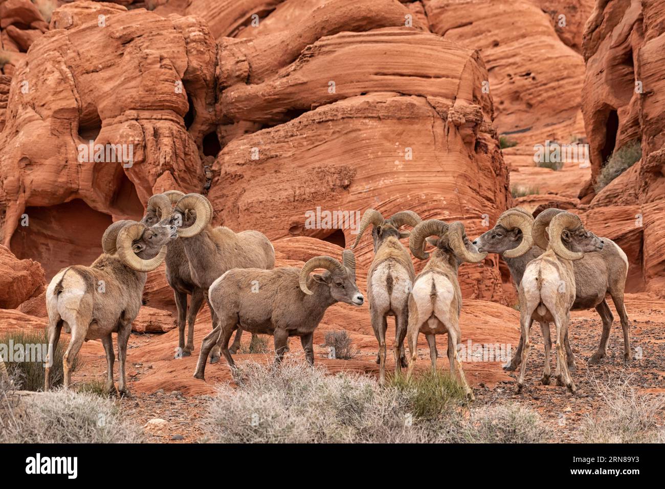 ; Desert Bighorn Sheep; Nevada Stock Photo - Alamy