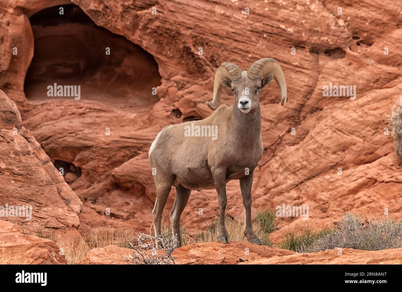 ; Desert Bighorn Sheep; Nevada Stock Photo - Alamy
