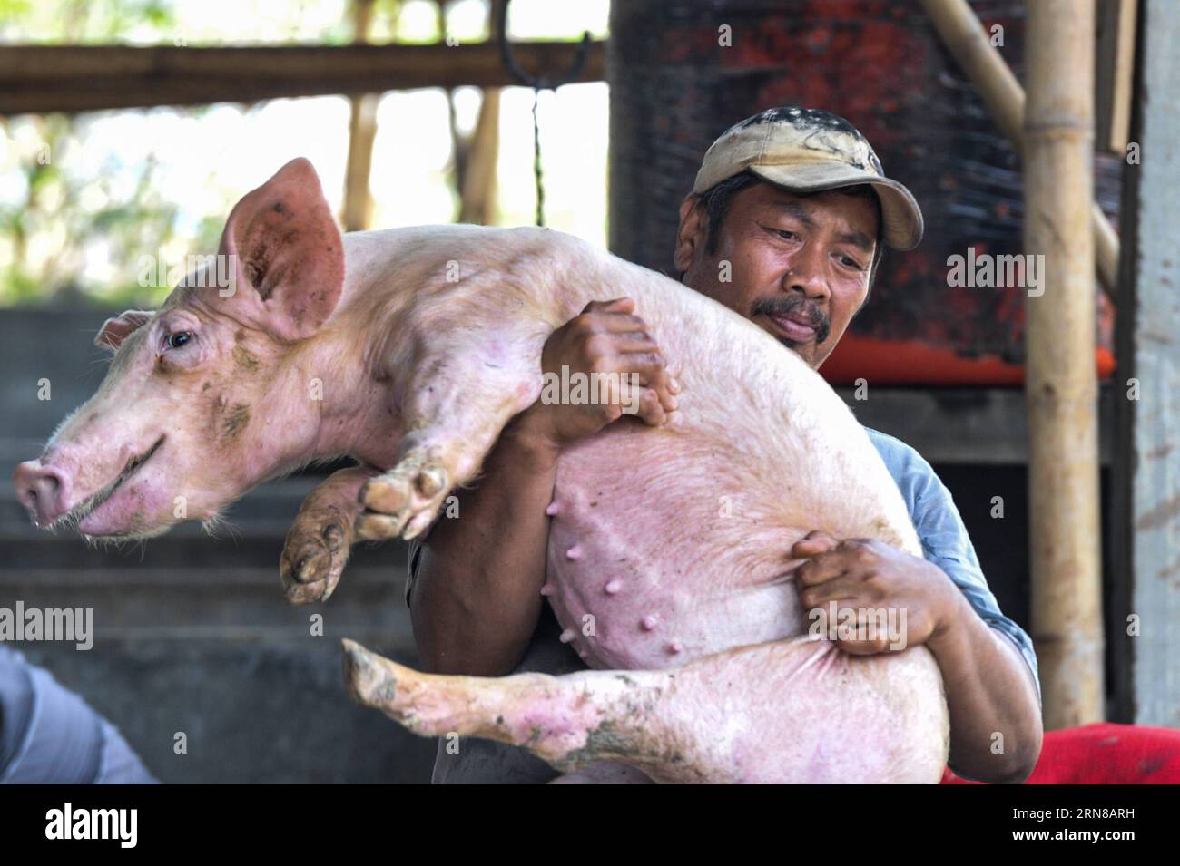 Piggeries hi-res stock photography and images - Alamy