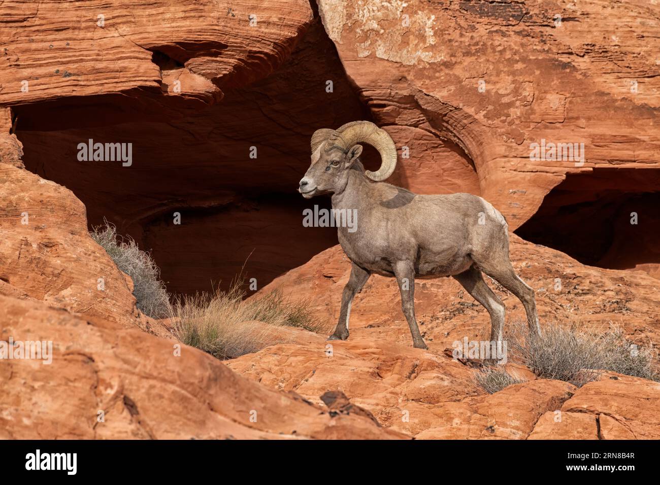 ; Desert Bighorn Sheep; Nevada Stock Photo - Alamy
