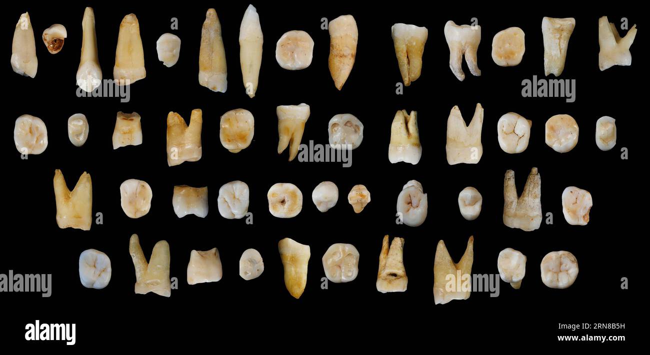 Homo sapiens fossils hi-res stock photography and images - Alamy