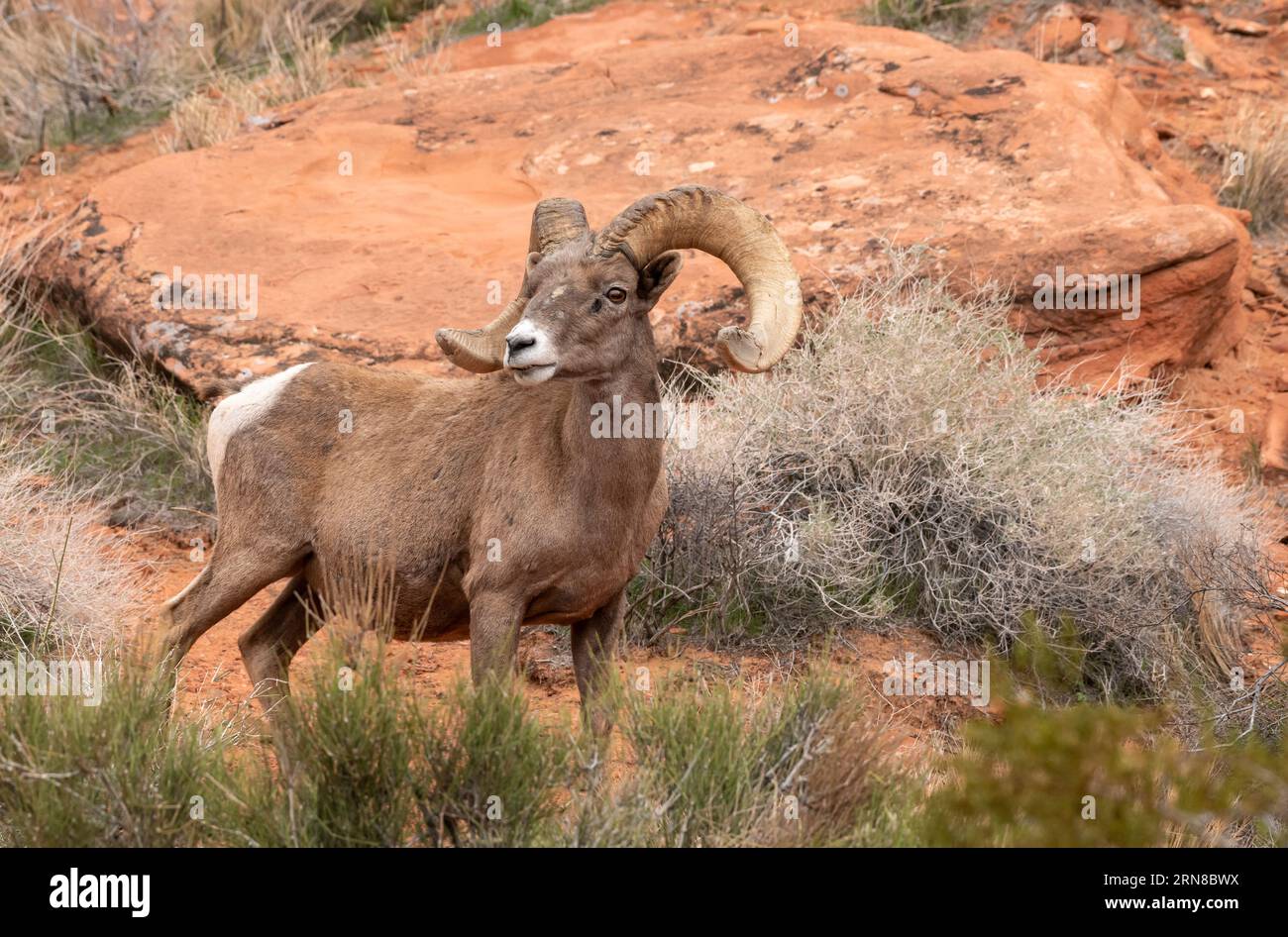 ; Desert Bighorn Sheep; Nevada Stock Photo - Alamy