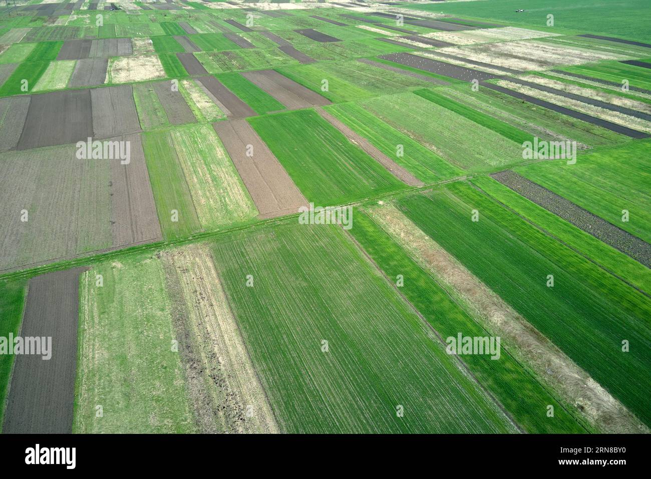 Aerial view of green farm fields in summer season with growing crops ...