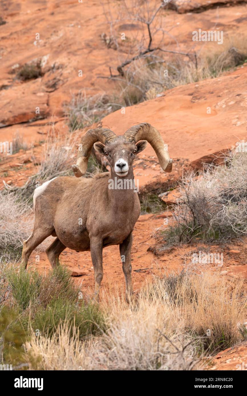 ; Desert Bighorn Sheep; Nevada Stock Photo - Alamy
