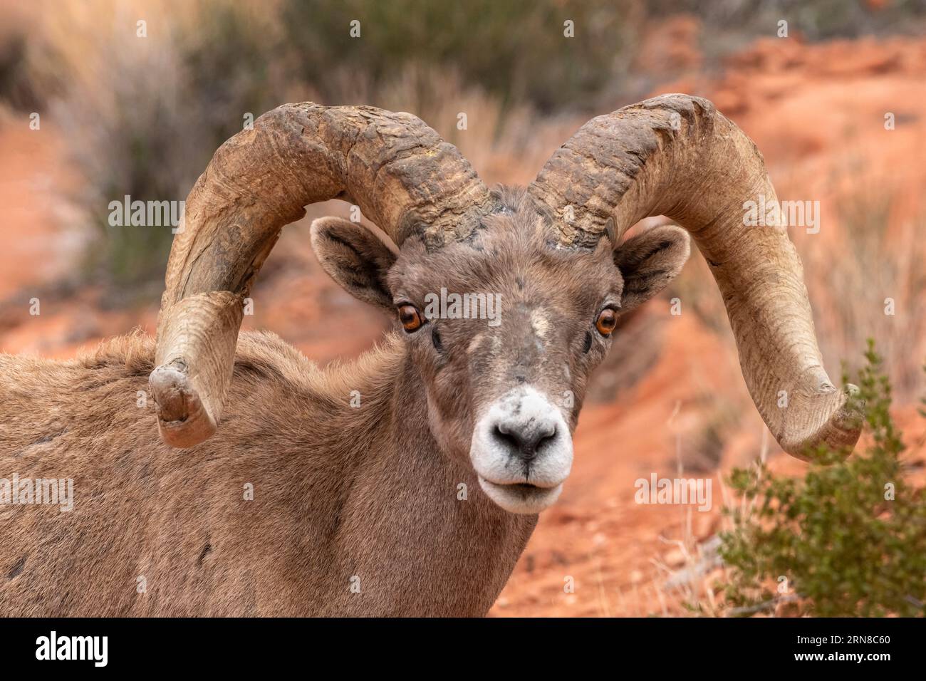 Nevada bighorn hi-res stock photography and images - Alamy