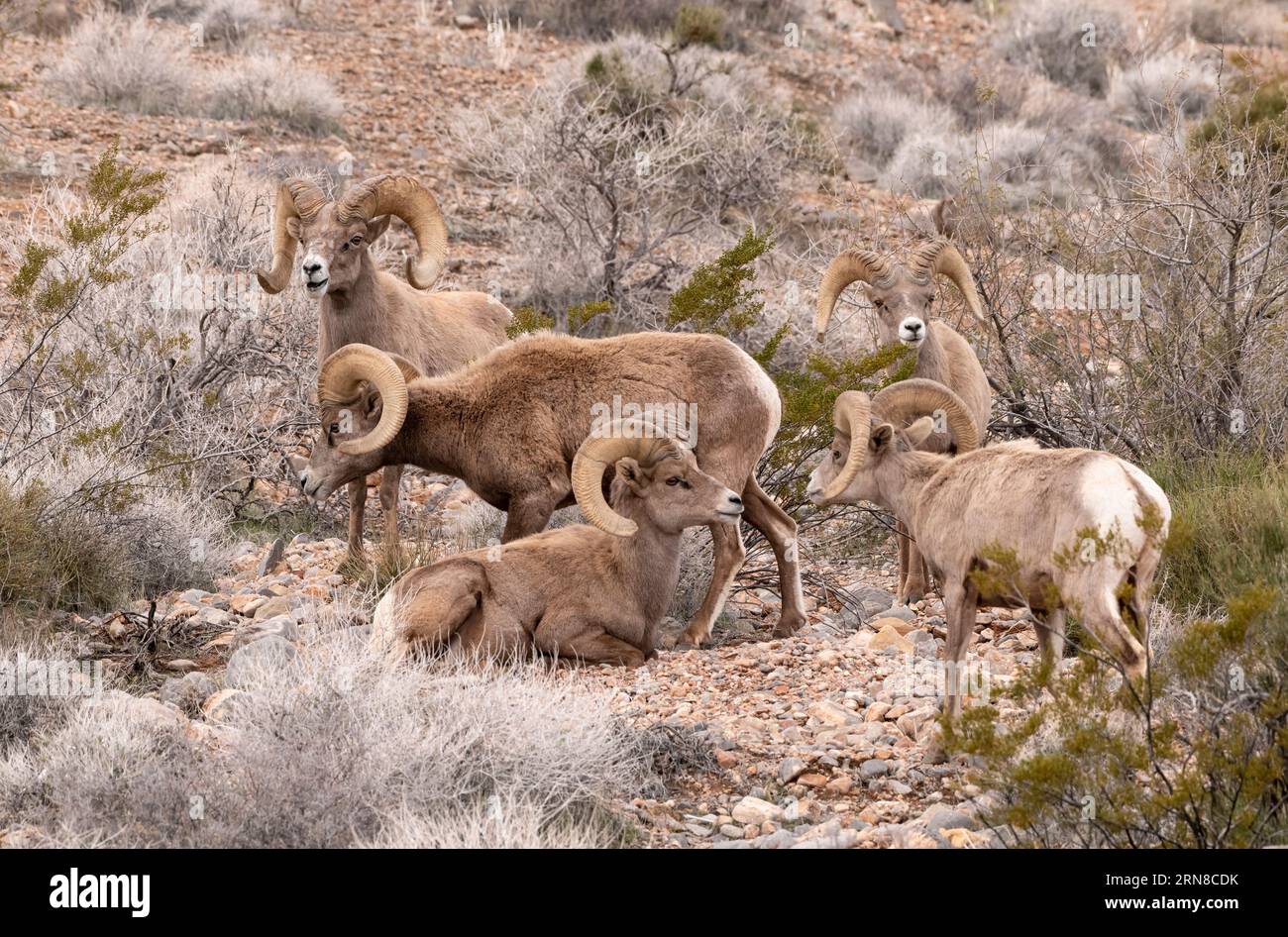 ; Desert Bighorn Sheep; Nevada Stock Photo - Alamy