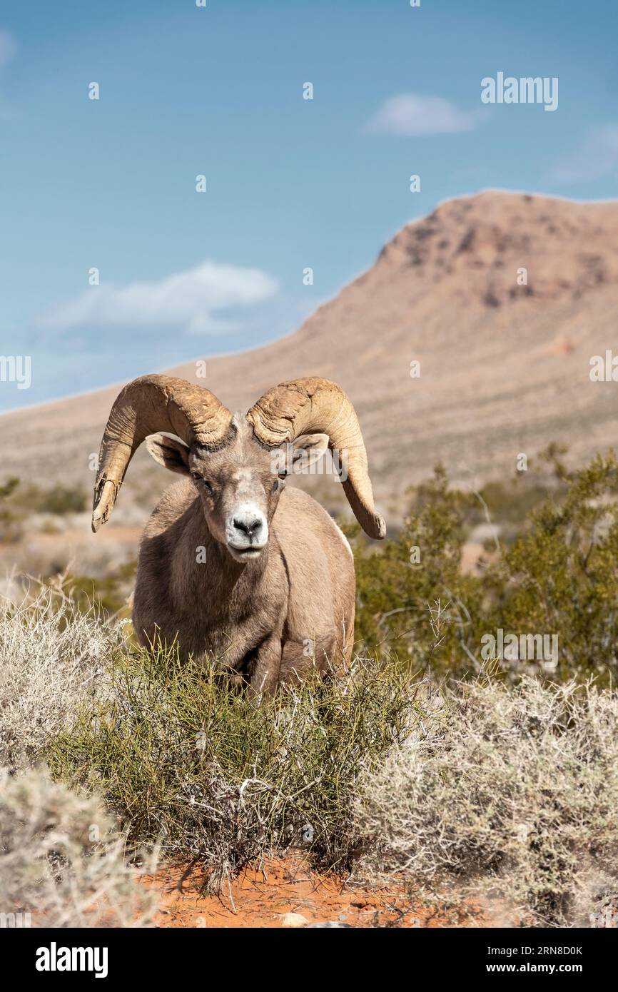 ; Desert Bighorn Sheep; Nevada Stock Photo - Alamy