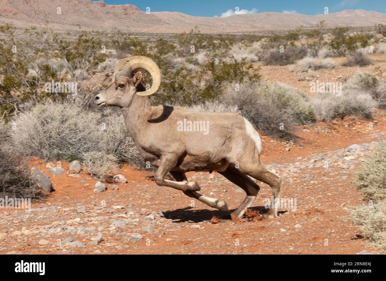 ; Desert Bighorn Sheep; Nevada Stock Photo - Alamy
