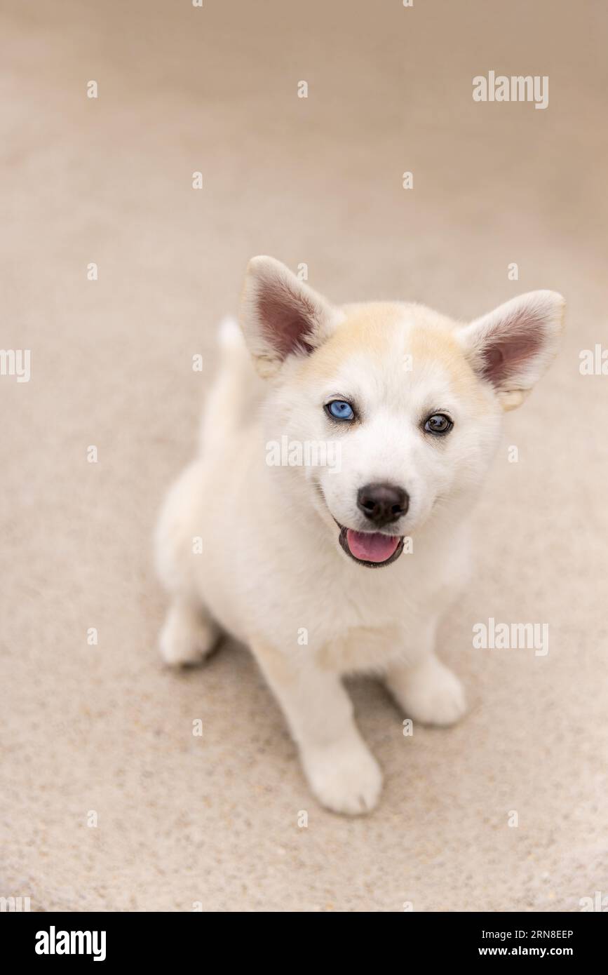 A cute little pomsky puppy with different colored eyes Stock Photo - Alamy