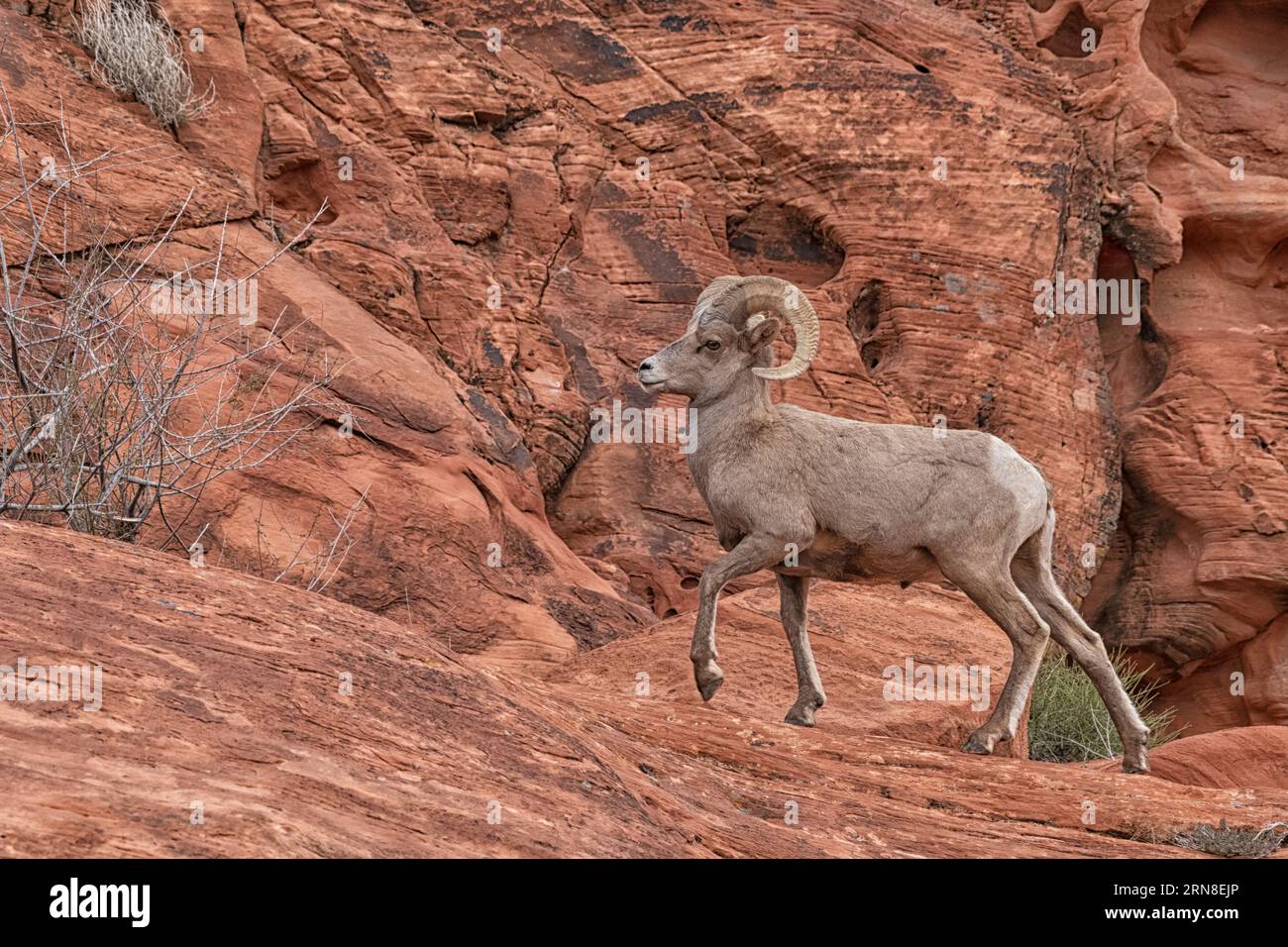 ; Desert Bighorn Sheep; Nevada Stock Photo - Alamy