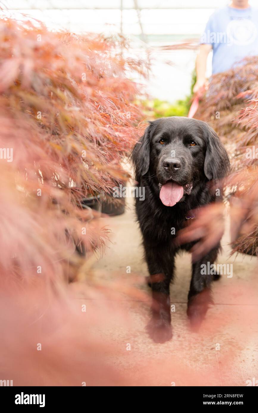 A happy black Newfoundland dog surrounded by Japanese maple trees in a ...