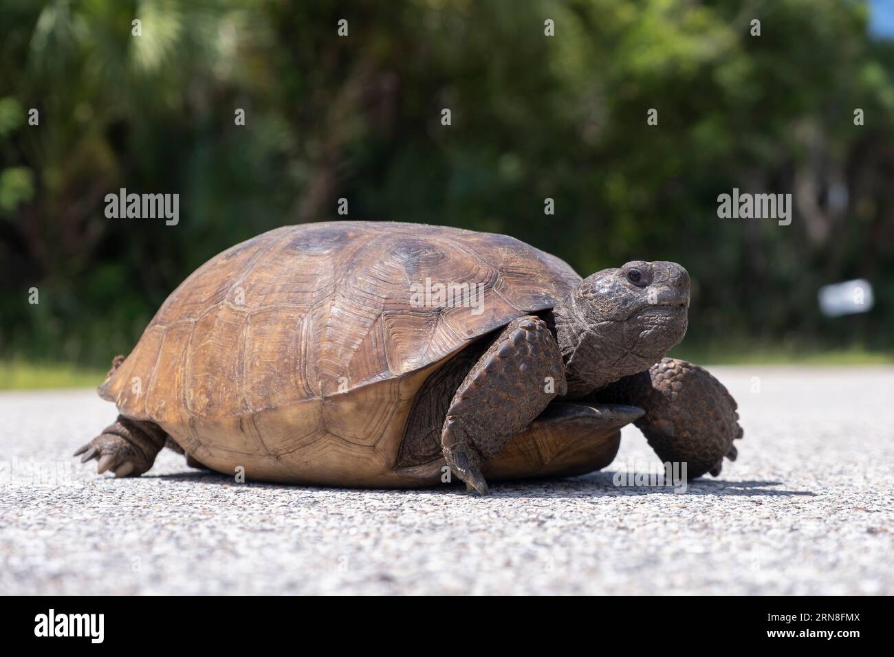 Endangered turtle walking on highway pavement. Wild Gopher Tortoise ...