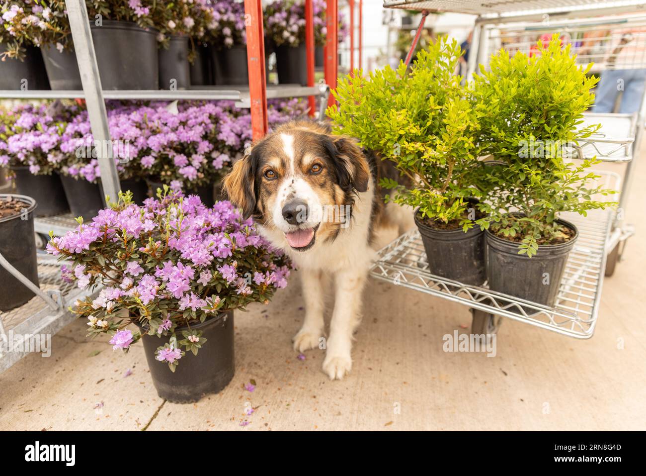 A happy shepherd dog stands next to a shopping cart of flowering shrubs ...