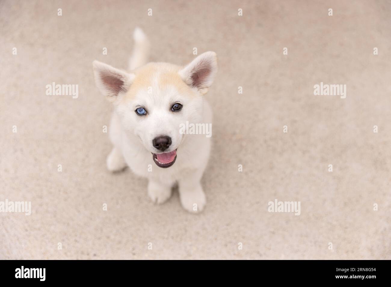 A little Pomsky puppy with different colored eyes and an open mouth ...